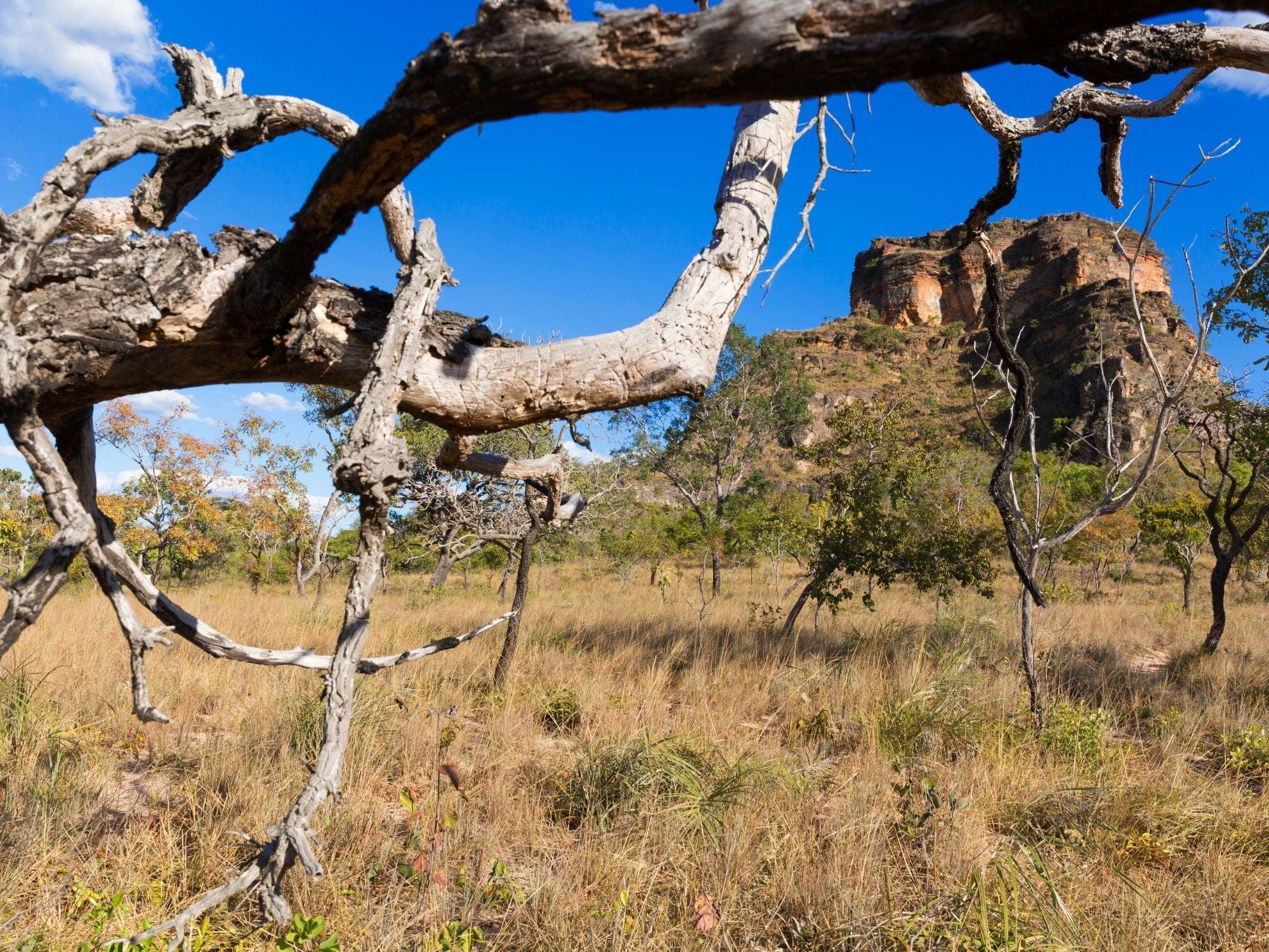 Dia do Cerrado: impactos das 1ueimadas e como ajudar na preservação