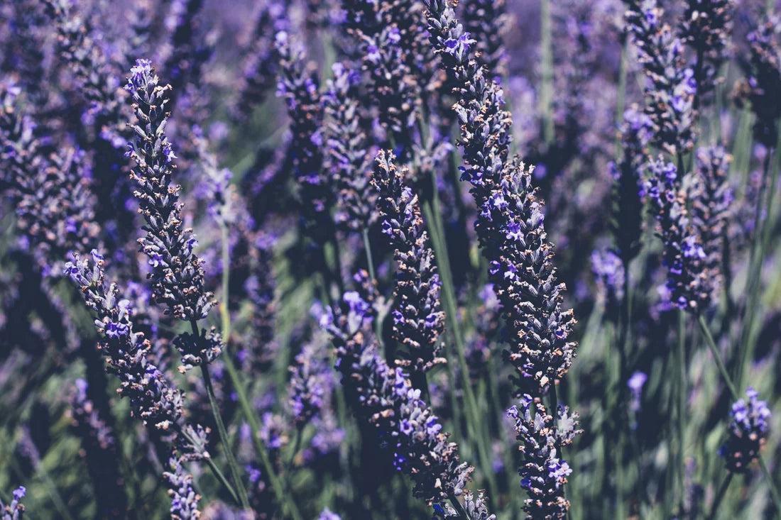 Extrato de Lavanda Francesa: o que é, benefícios e para que serve