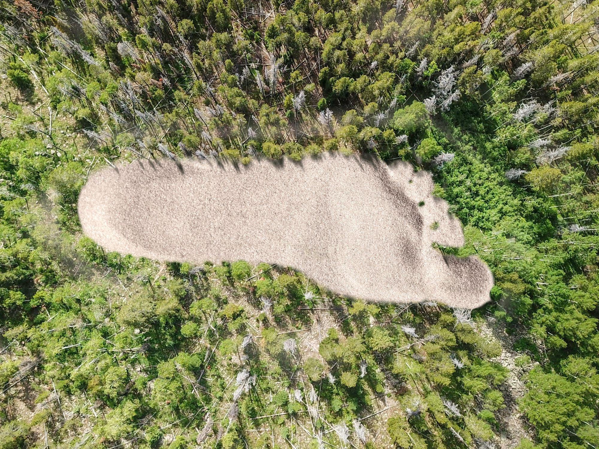 Pegada Ecológica: o que é e como calcular a sua? | Simple Organic